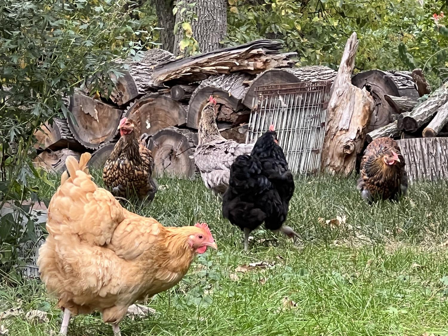 Keeping Your Eggs Out of the Same Basket: The Thrills and Challenges of ...